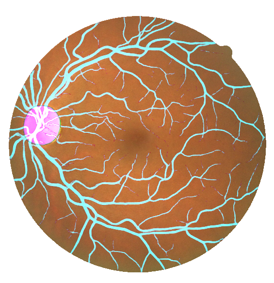 Deep Retinal Image Understanding